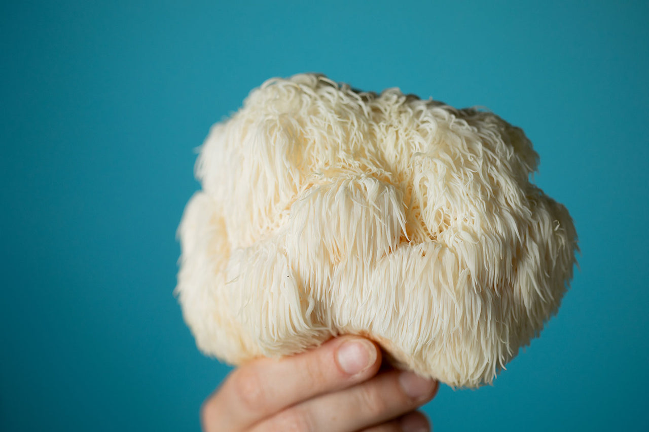 Just Peachy Electrolytes X Lion’s Mane | 20-Pack Sachets – Stay Wyld ...